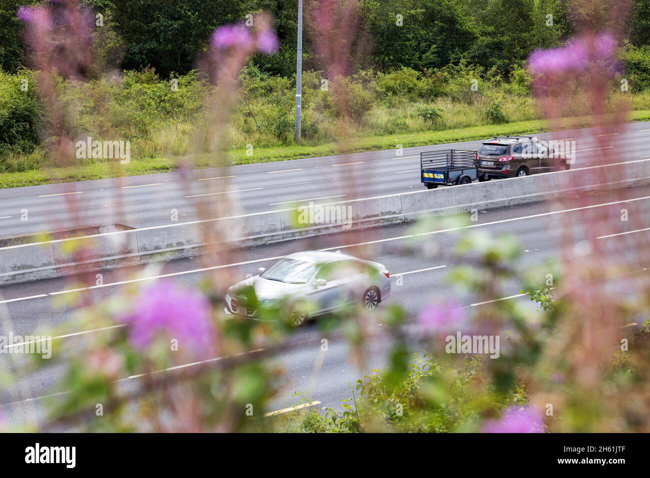Traffic seen through fireweed flowers on the N7 motorway in Johnstown ...