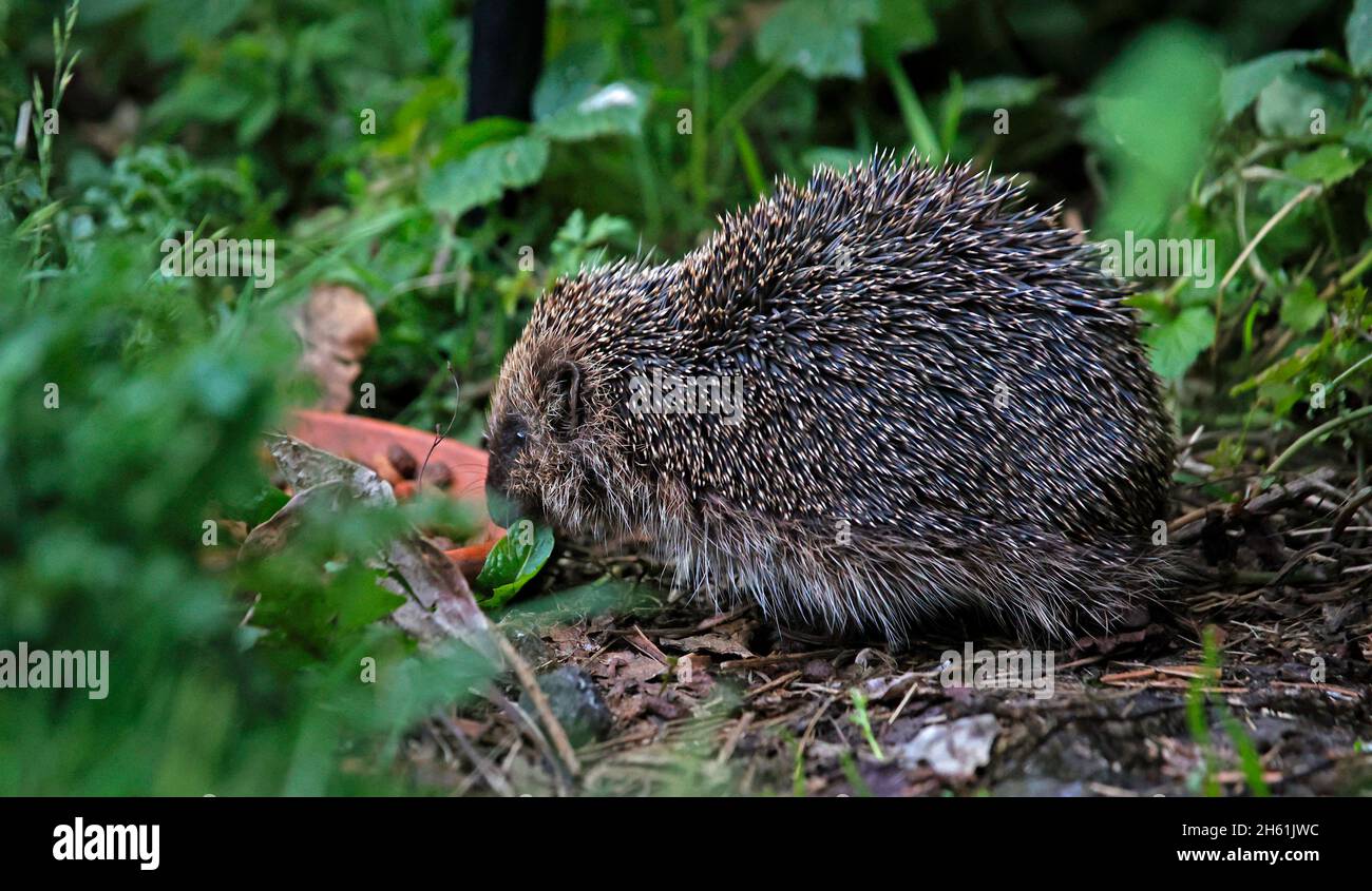 Hedgehog feeding in the garden Stock Photo - Alamy