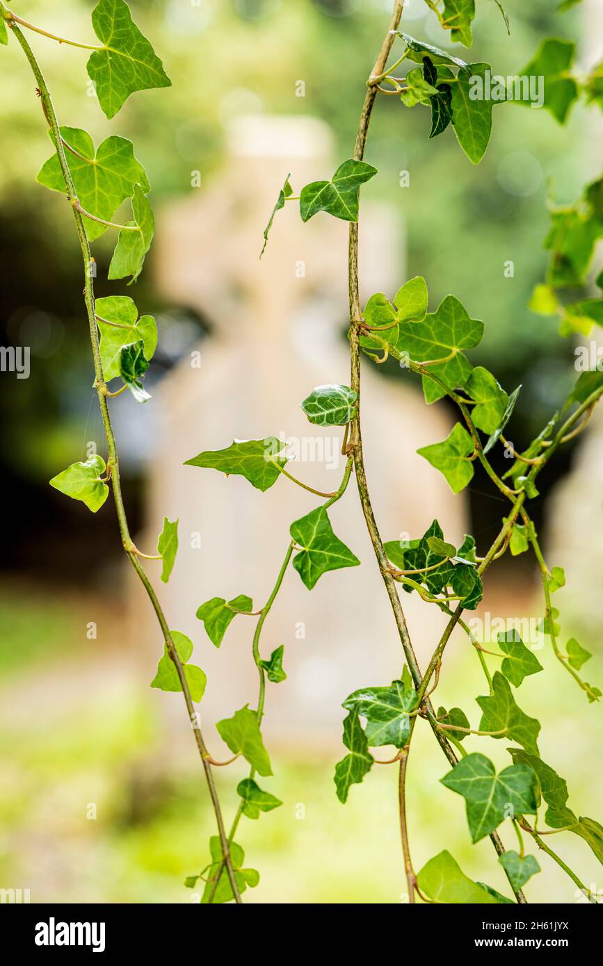 Strands of ivy dangling down with out of focus celtic cross behind in ...