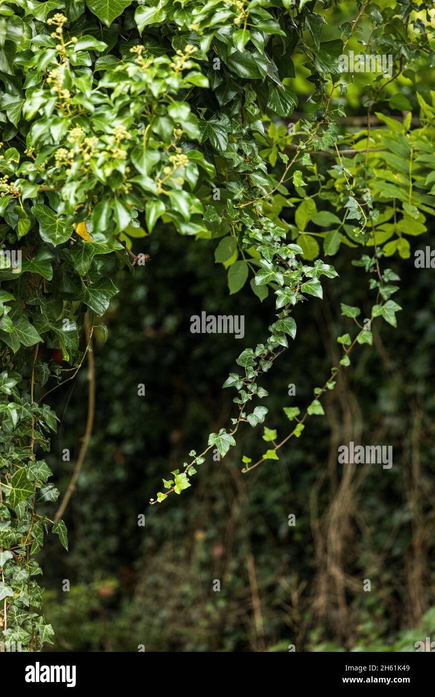 Dangling leaves hi-res stock photography and images - Alamy
