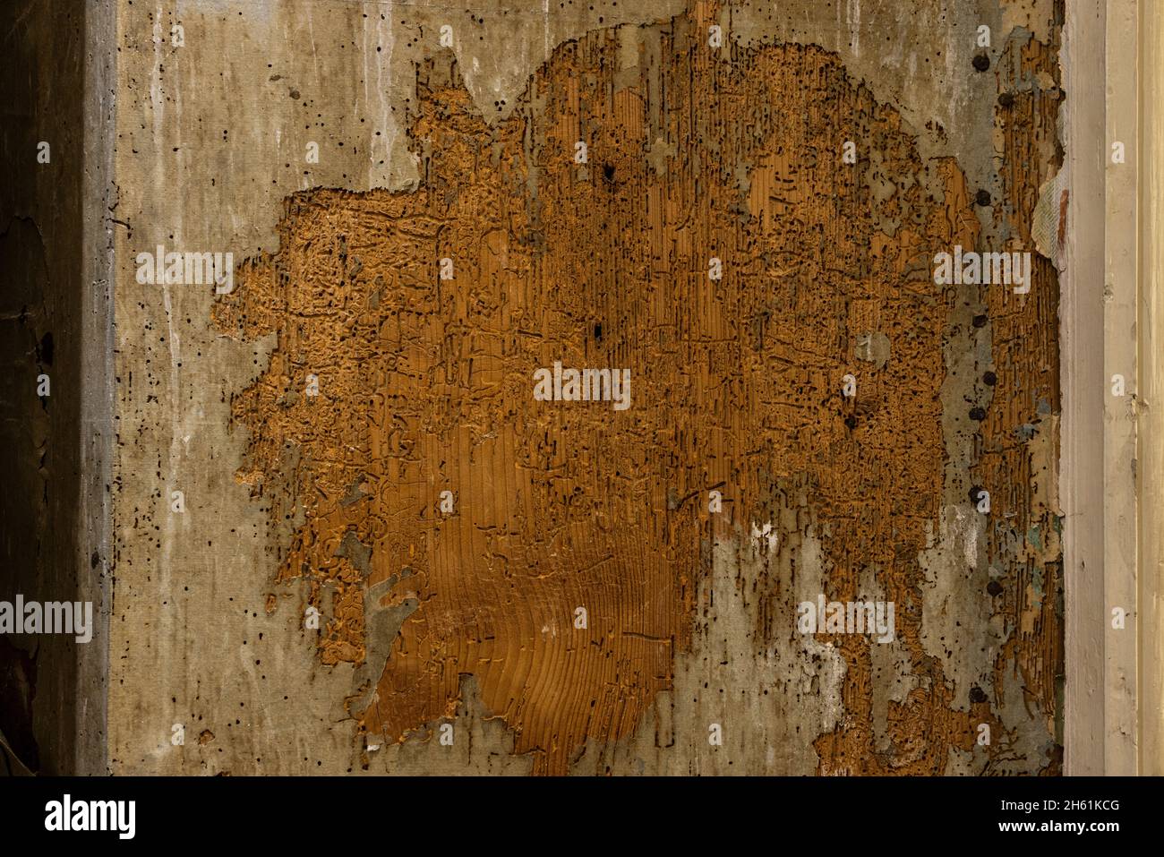 Woodworm damage hi-res stock photography and images - Alamy
