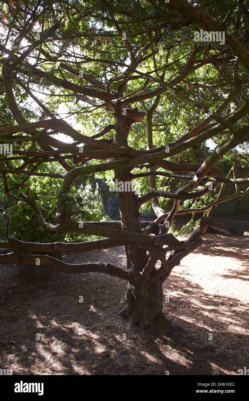Curly pine branch hi-res stock photography and images - Alamy