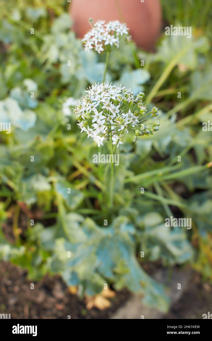 Crambe maritima lillywhites in bloom Stock Photo - Alamy
