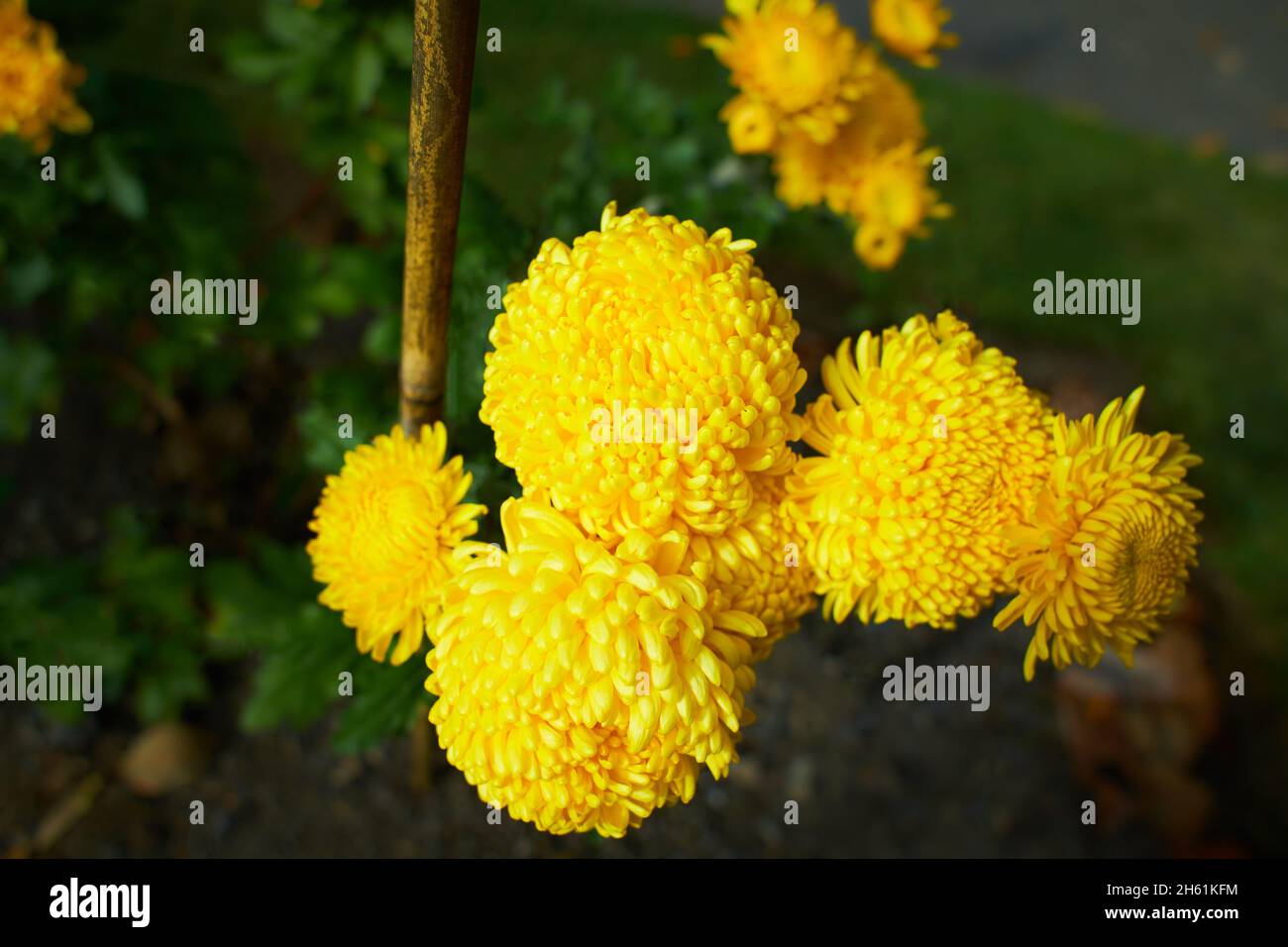 Winter hardy chrysanthemum hi-res stock photography and images - Alamy