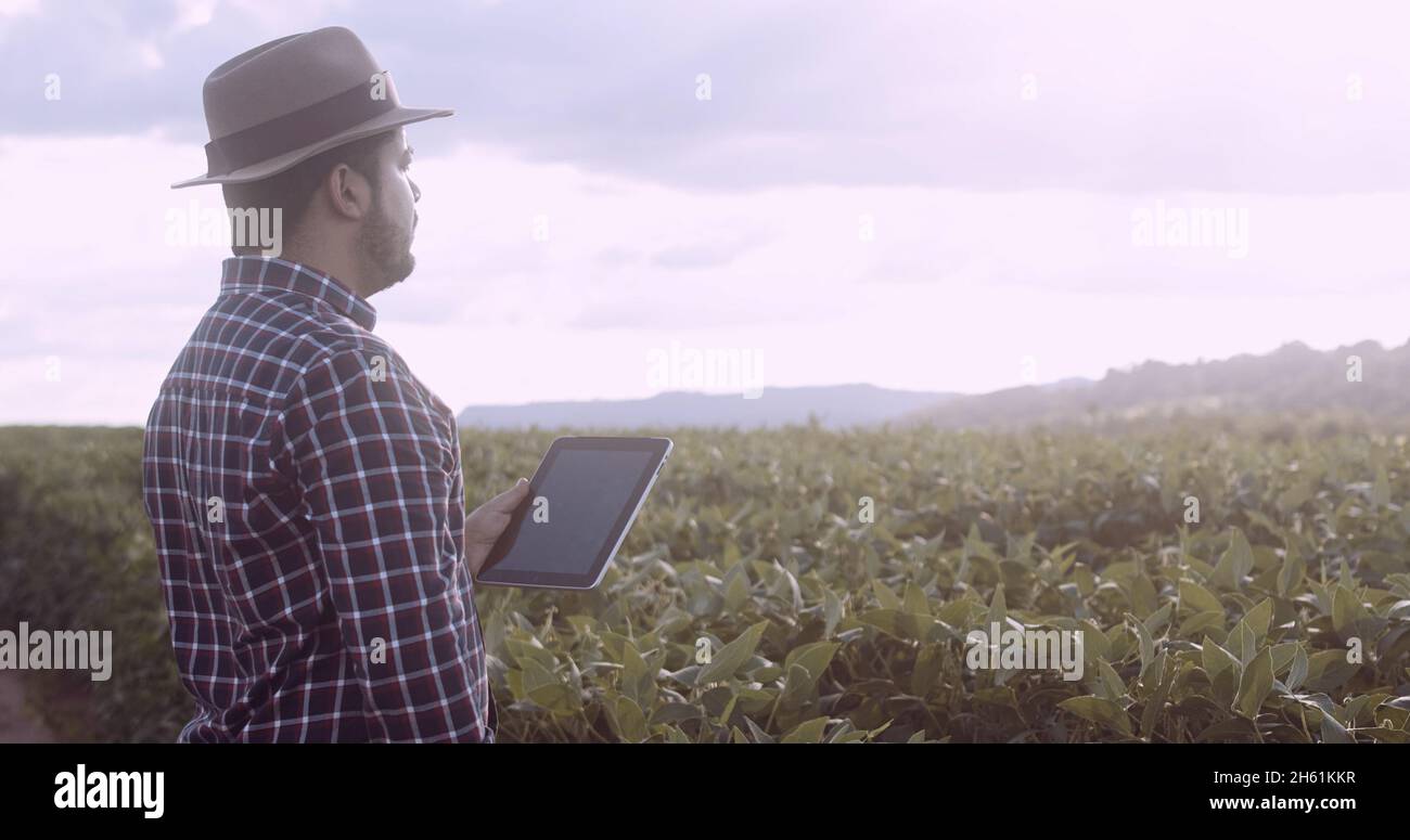 Latin American Farmer working on soybean plantation, examining crop ...