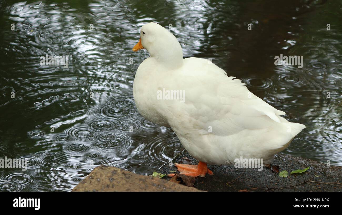 White duck goose hi-res stock photography and images - Alamy