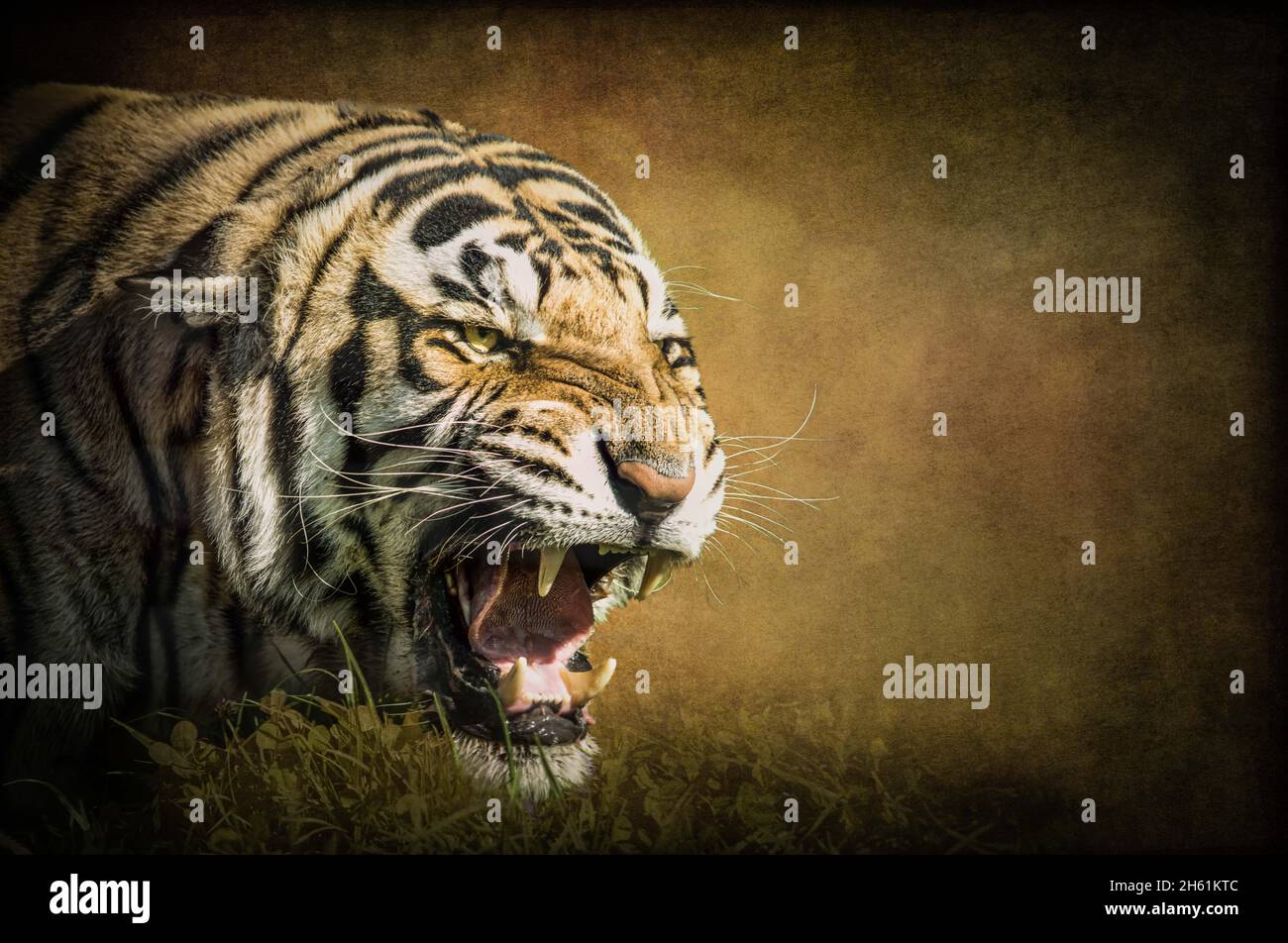 Wildlife Texture Blending Stock Photo - Alamy