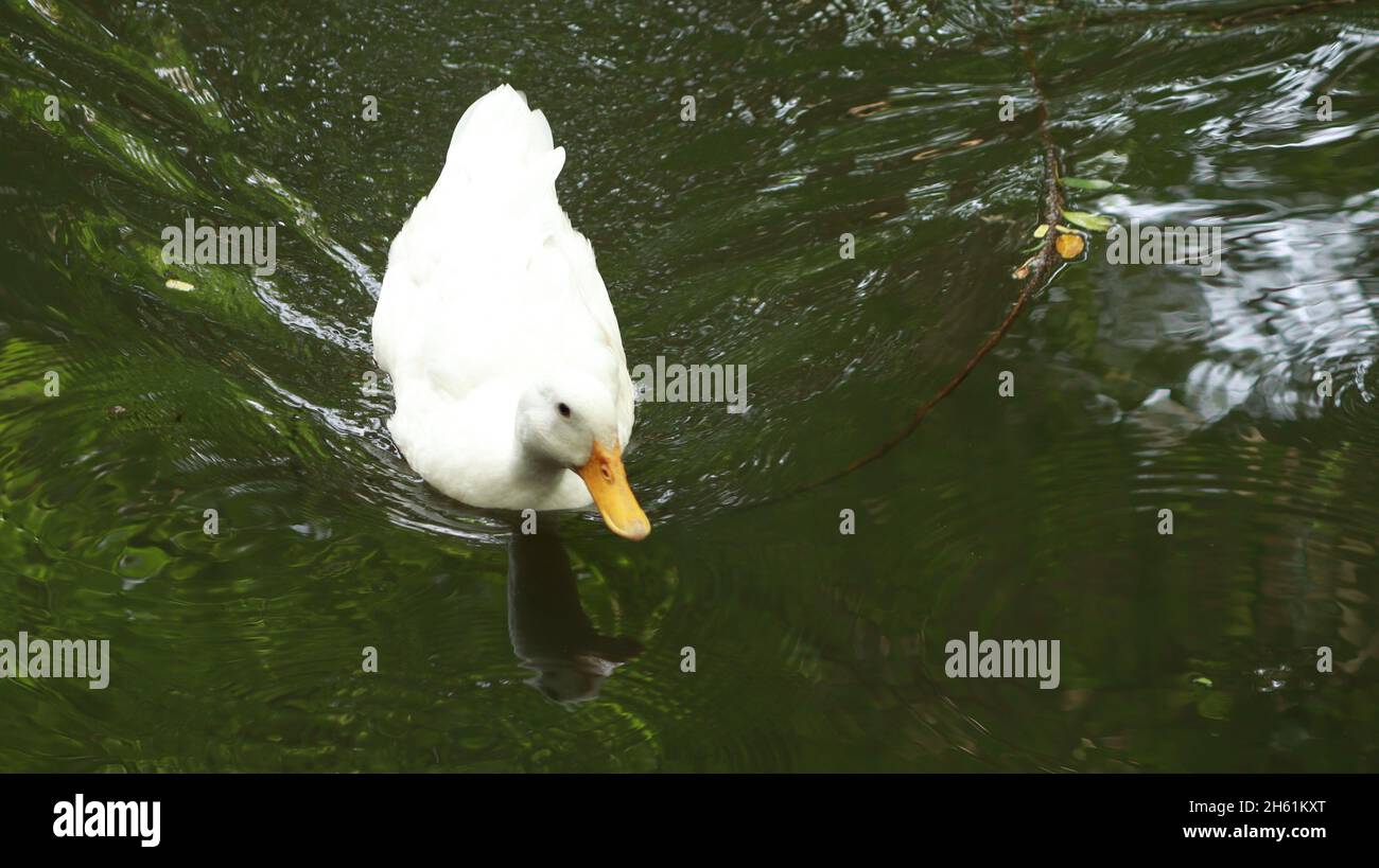 White duck swimming hi-res stock photography and images - Alamy