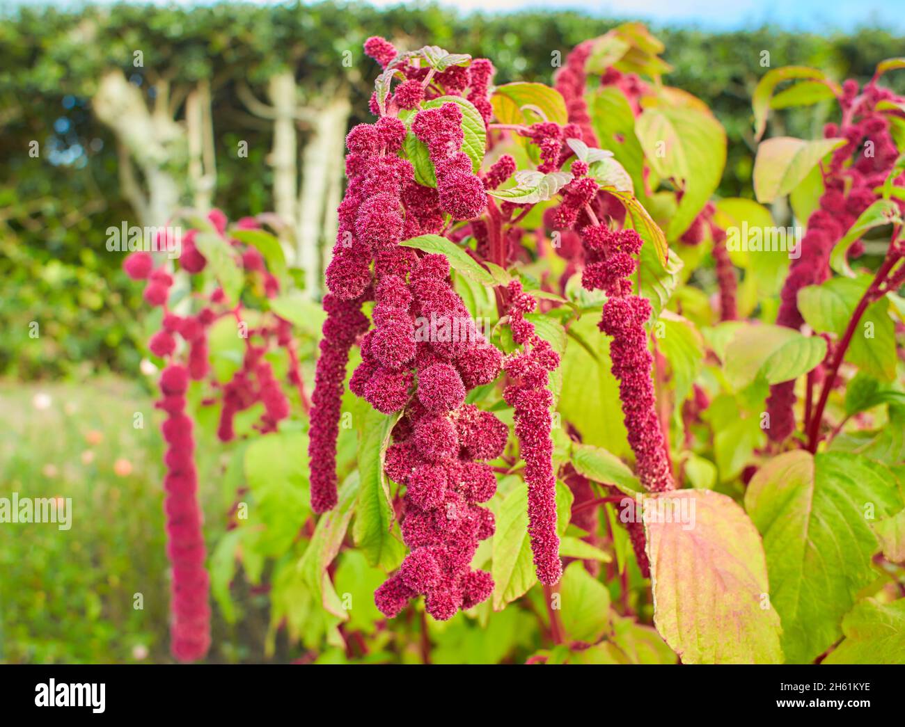 Amaranthus caudatus "Love Lies Bleeding" flowers in bloom Stock Photo ...