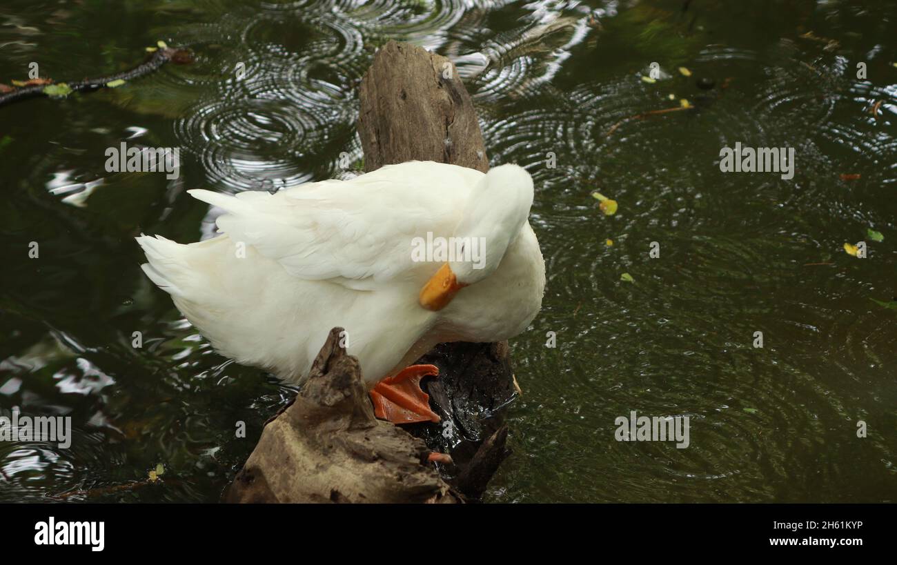 A white duck is standing with its head down near the water Stock Photo ...
