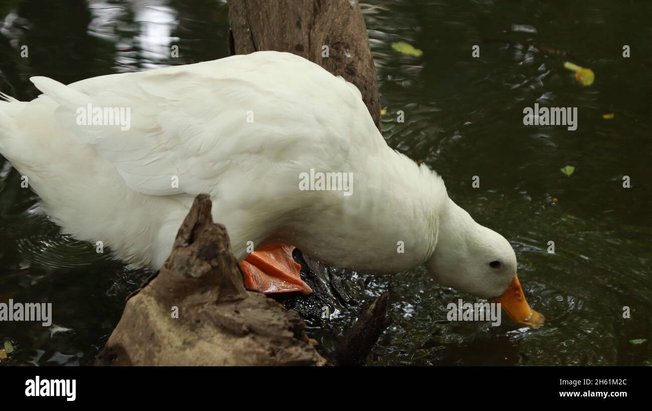 Fantastic view of a white duck drinking water Stock Photo - Alamy