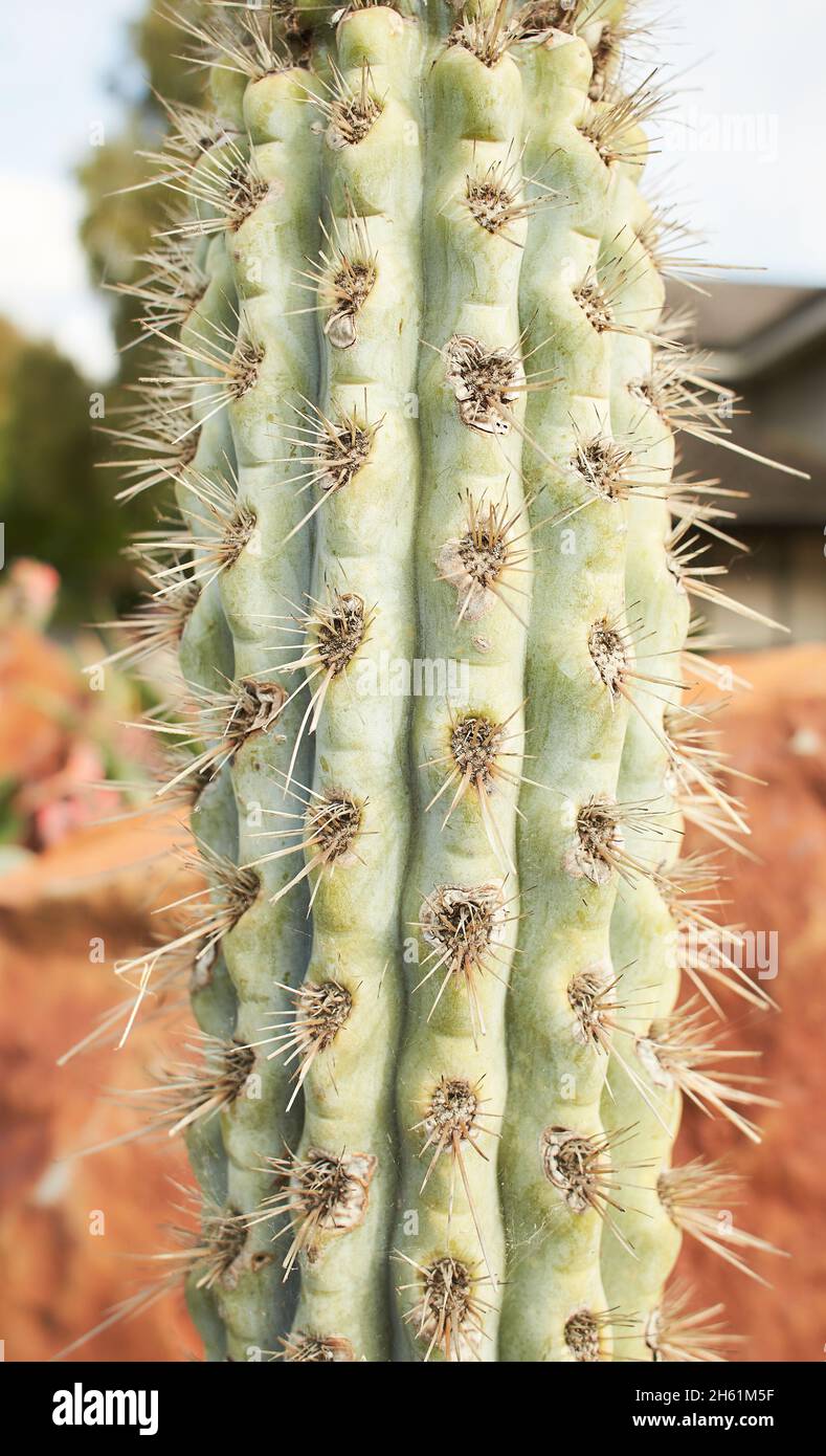 Cactus texture background, close up Stock Photo - Alamy
