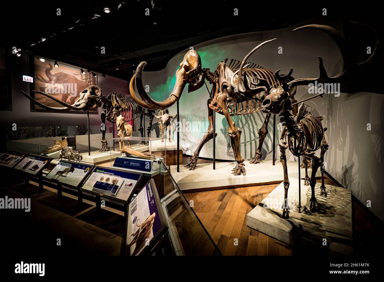 Fossils of the Ice Age at the Evolving Planet evolution exhibition at ...