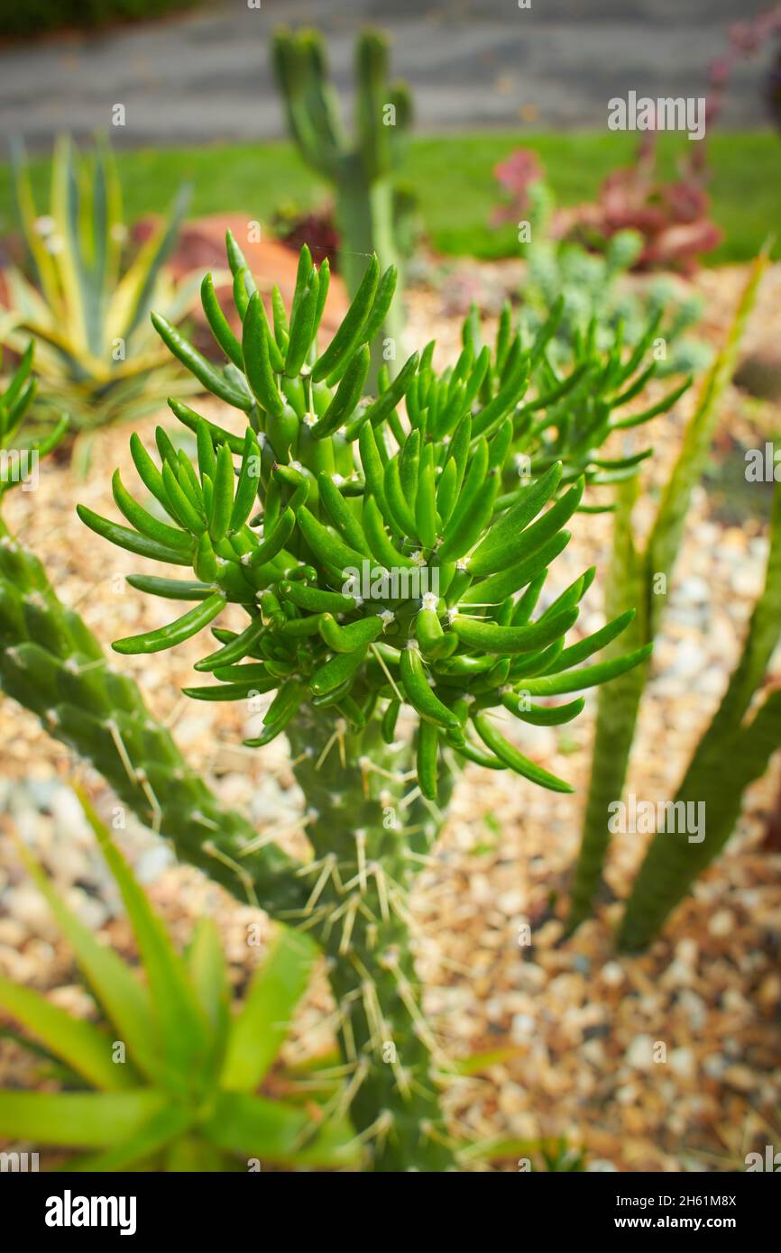 Cactus texture background, close up Stock Photo - Alamy