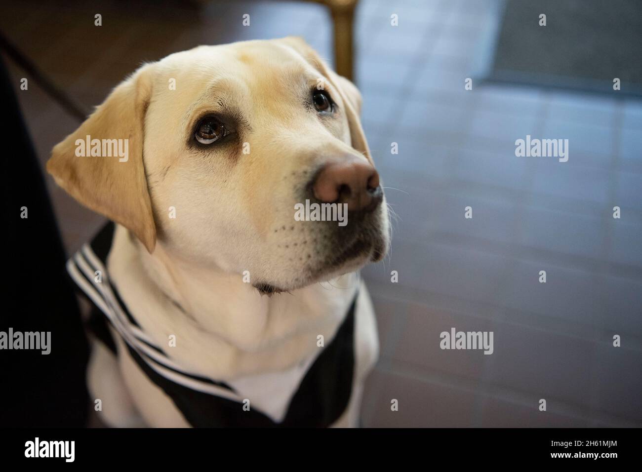 Military service dog hi-res stock photography and images - Alamy