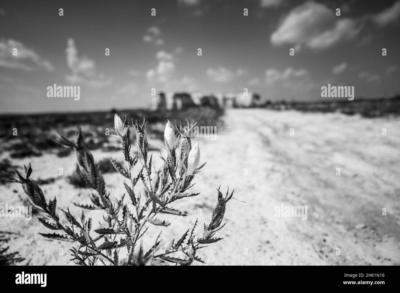 Scenic view wild sandy Black and White Stock Photos & Images - Alamy