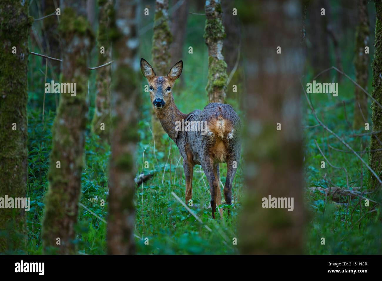 A Roe deer doe in a woodland plantation in Devon, UK Stock Photo - Alamy