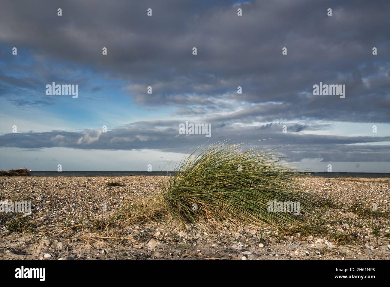 Beautiful view of an ocean and beach grass Stock Photo - Alamy
