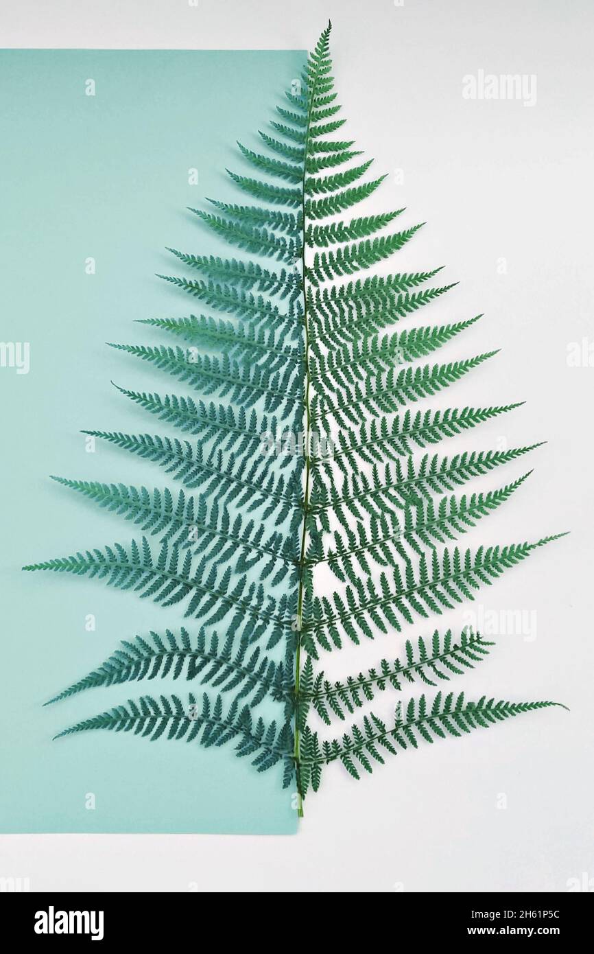 Natural fern leaf on border of green sheet of paper and on white ...