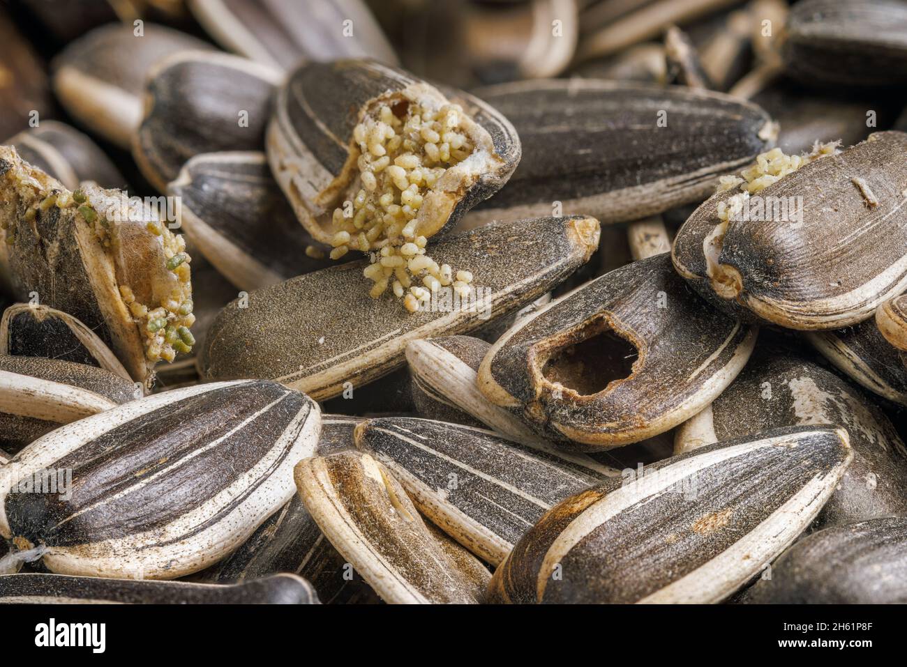 sunflower seeds corrupted with pantry flour moths Stock Photo - Alamy