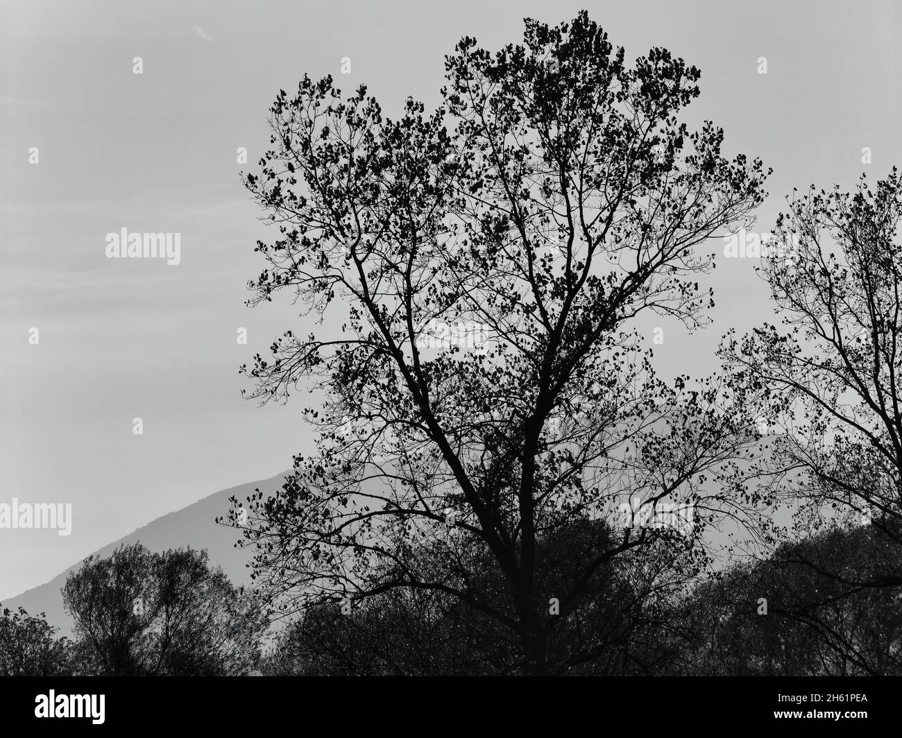 Grayscale of tree silhouette on the background of mountains Stock Photo ...