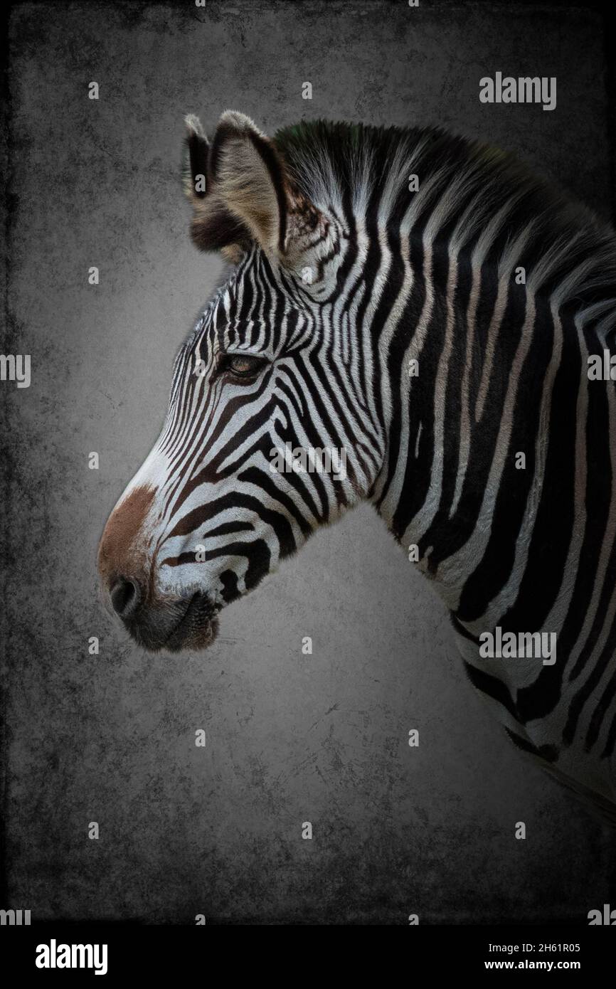 Wildlife Texture Blending Stock Photo - Alamy