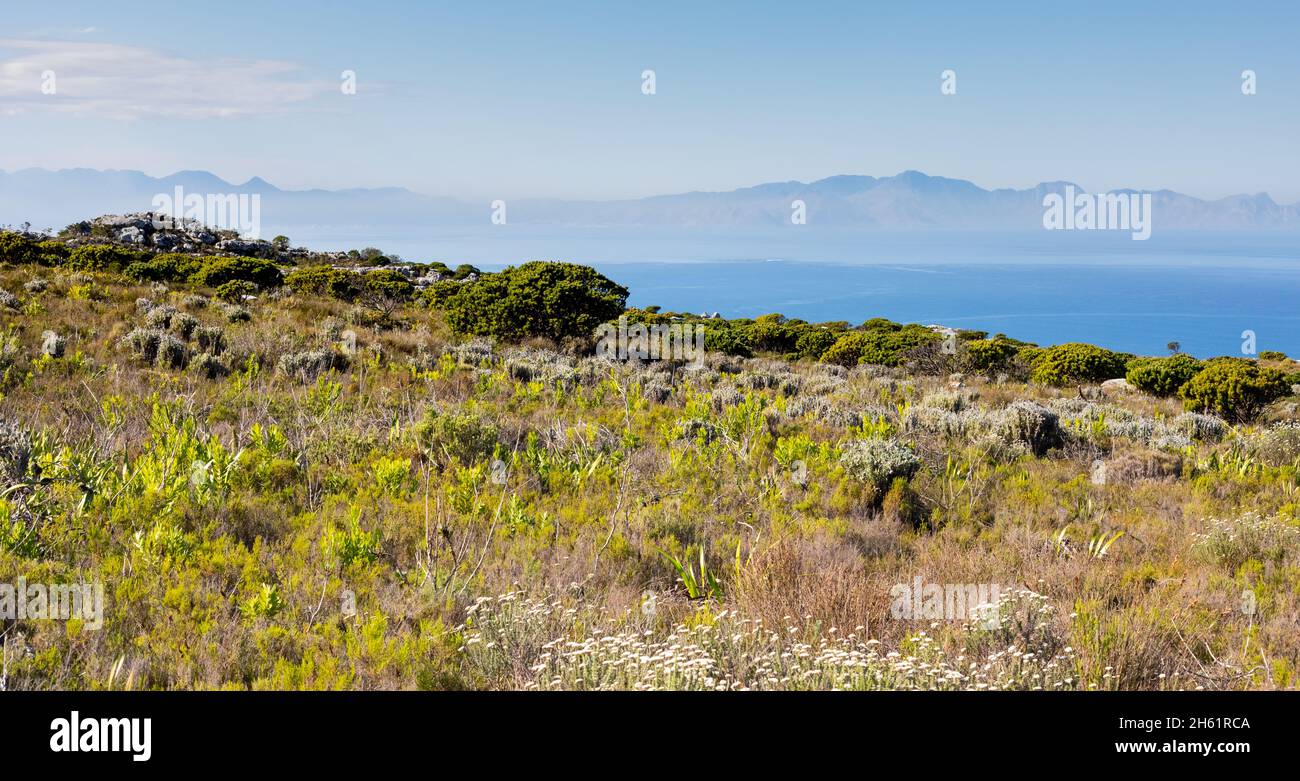 Coastal mountain landscape with fynbos flora in Cape Town South Africa ...