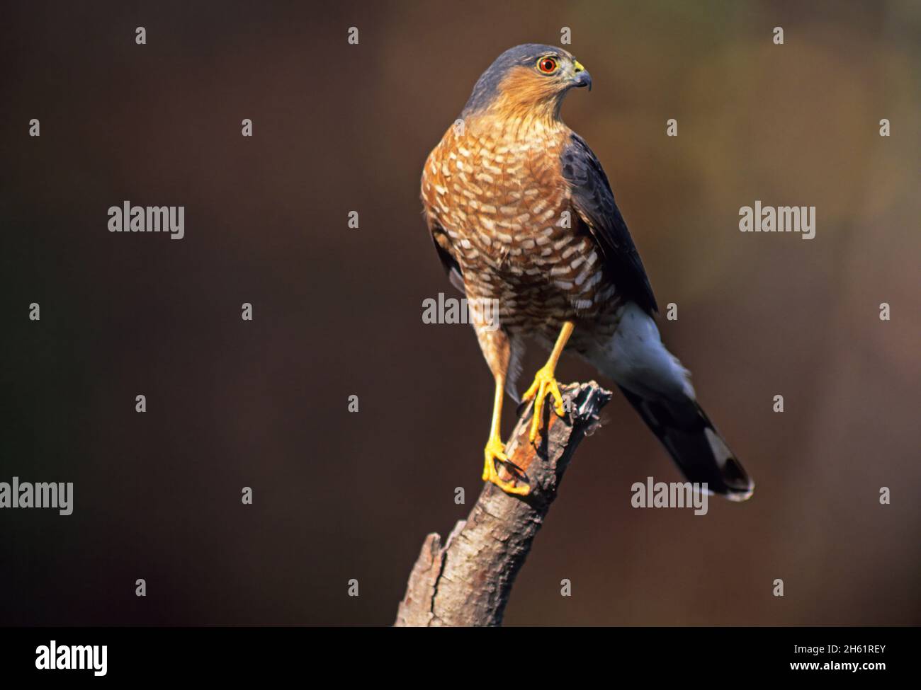 Adult Cooper's hawk portrait Stock Photo - Alamy