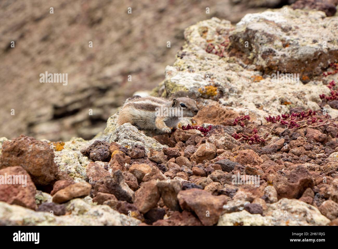 Striped Meerkat on sandy rocky ground in Fuerteventura Canaries Stock ...