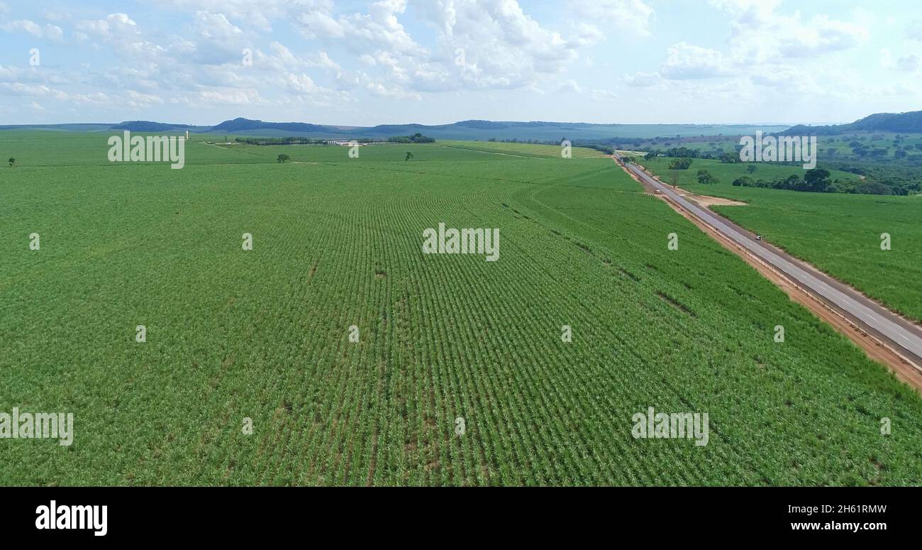Sugar cane hasvest plantation aerial. Aerial top view of a agriculture ...