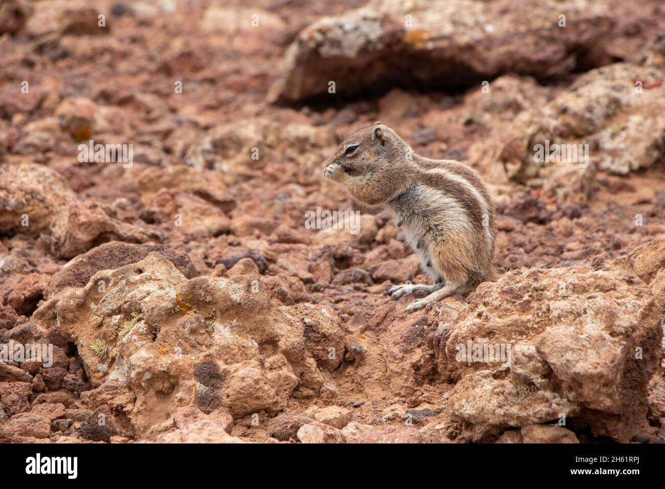 Striped Meerkat on sandy rocky ground in Fuerteventura Canaries Stock ...
