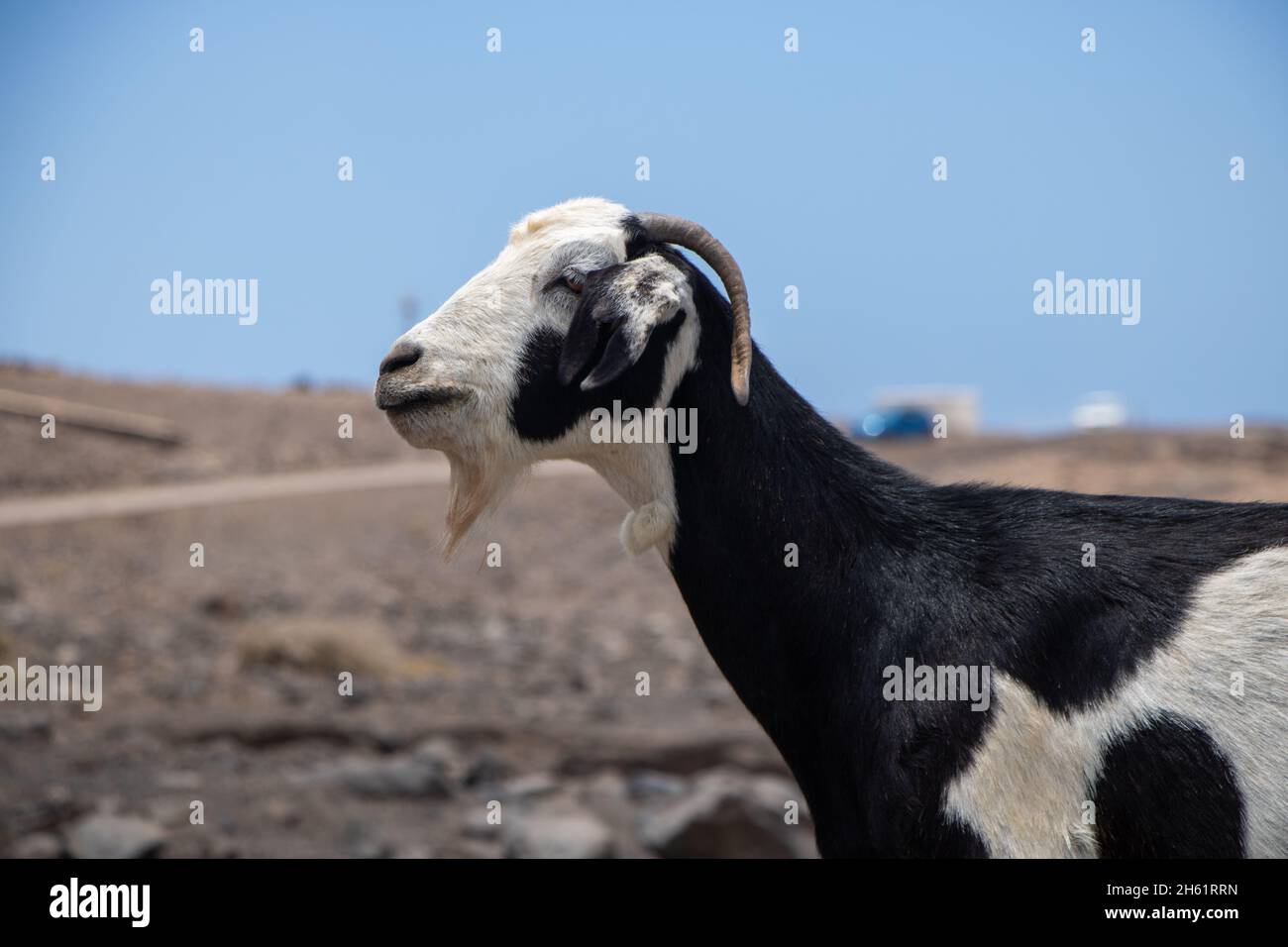 Funny wildlife goat on rocky ground in playa de cofete Fuerteventura ...