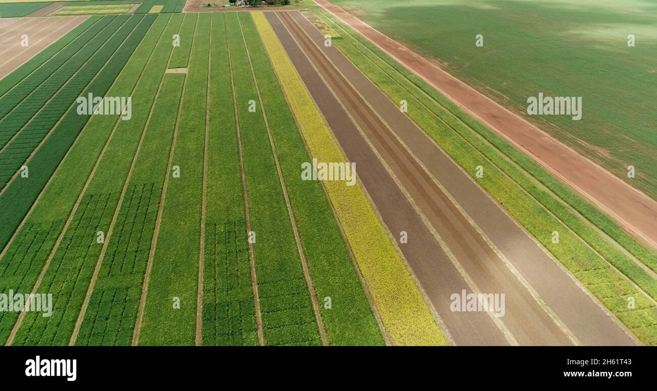Aerial flying over fields with straw bales at harvesting time. Soybean ...