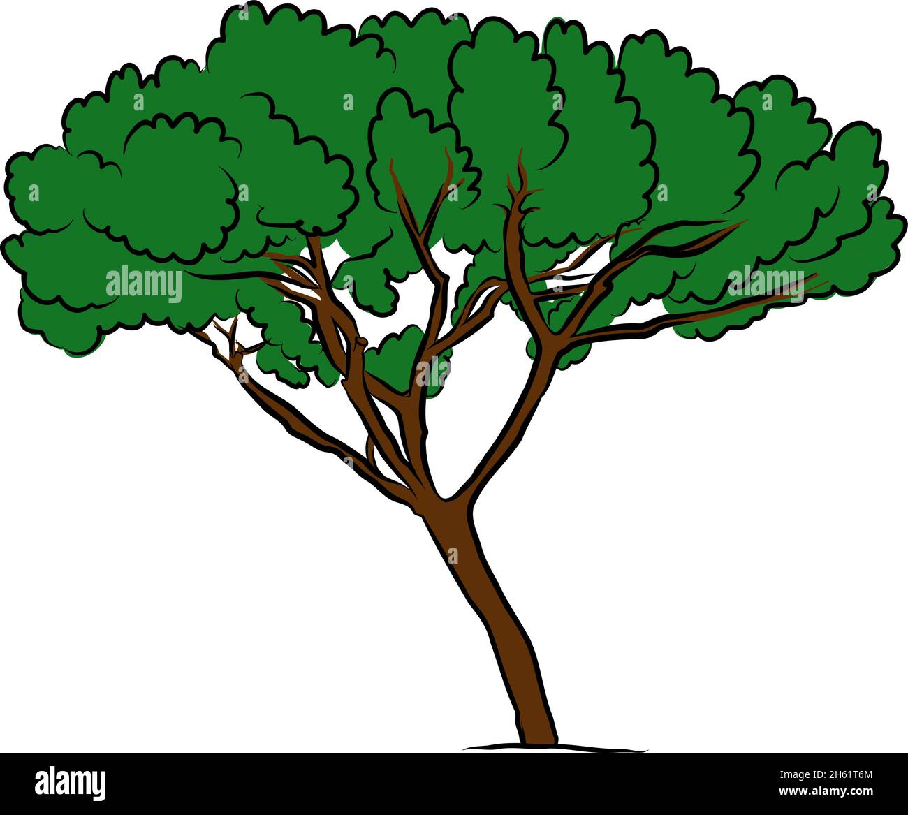 tree pinus pinea separated. hand drawn tree. vector illustration Stock ...