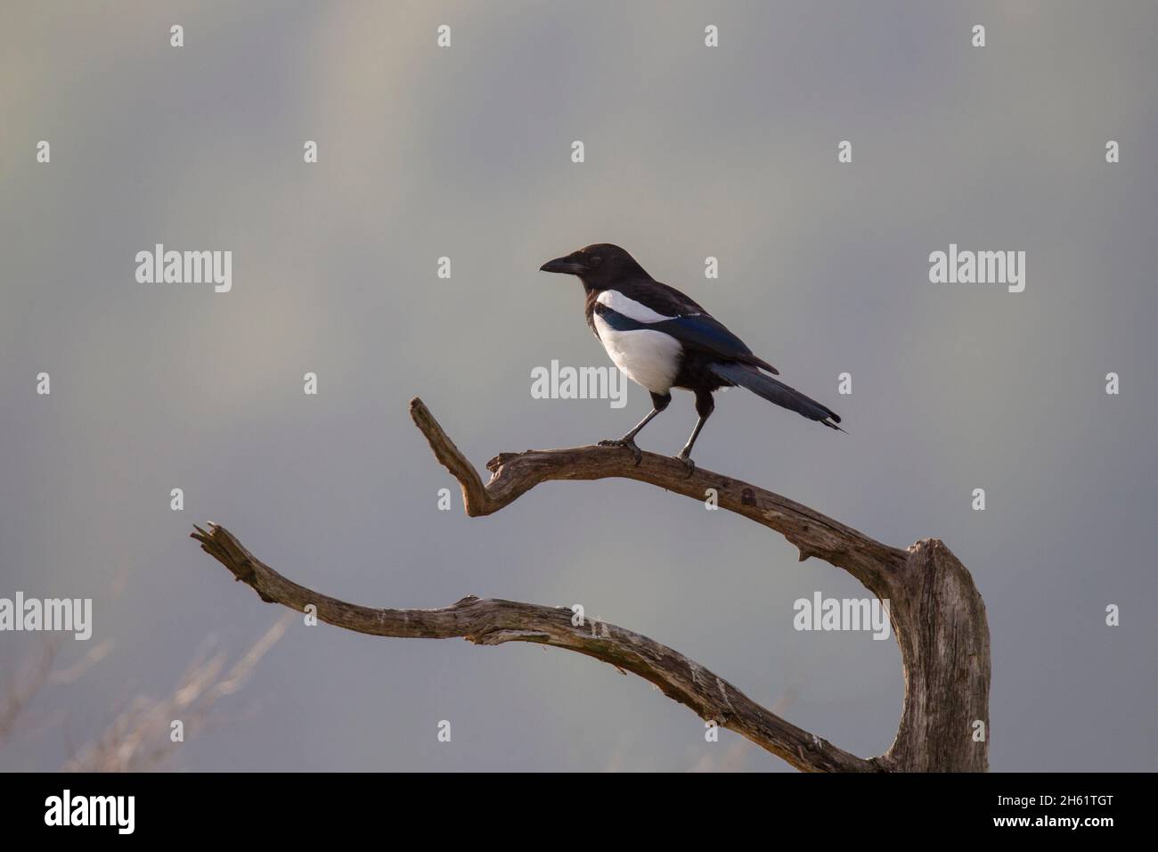 Elster, Pica pica, Eurasian magpie Stock Photo - Alamy