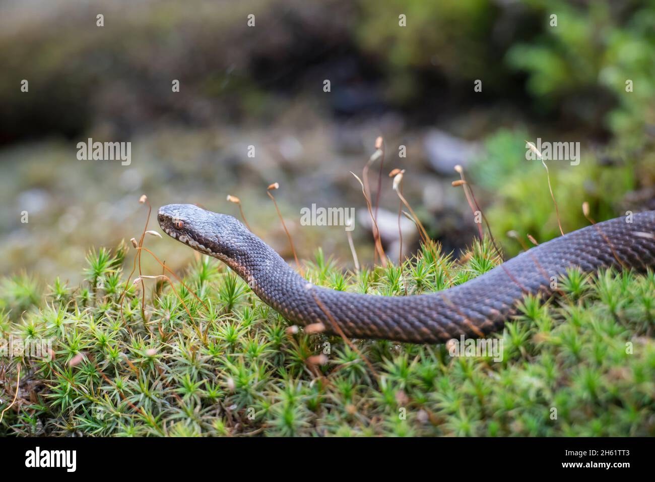 Black adder snake hi-res stock photography and images - Alamy
