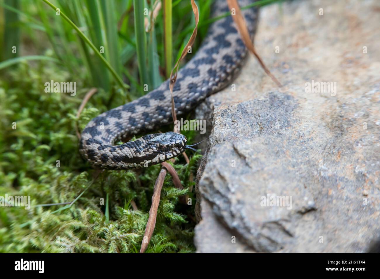 Common european adder hi-res stock photography and images - Alamy
