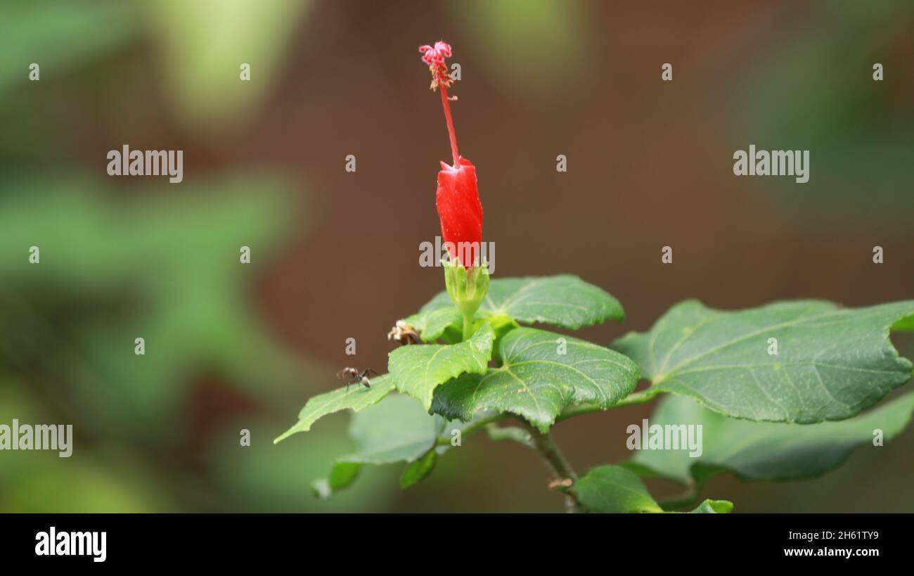 Different type of a Red China Rose Red is a small red poppy flowering ...