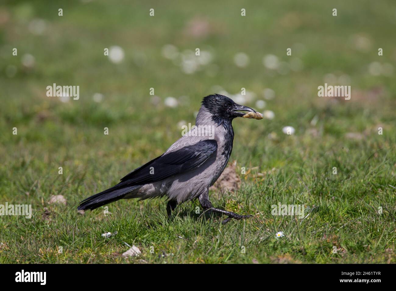Dead carrion crow hi-res stock photography and images - Alamy