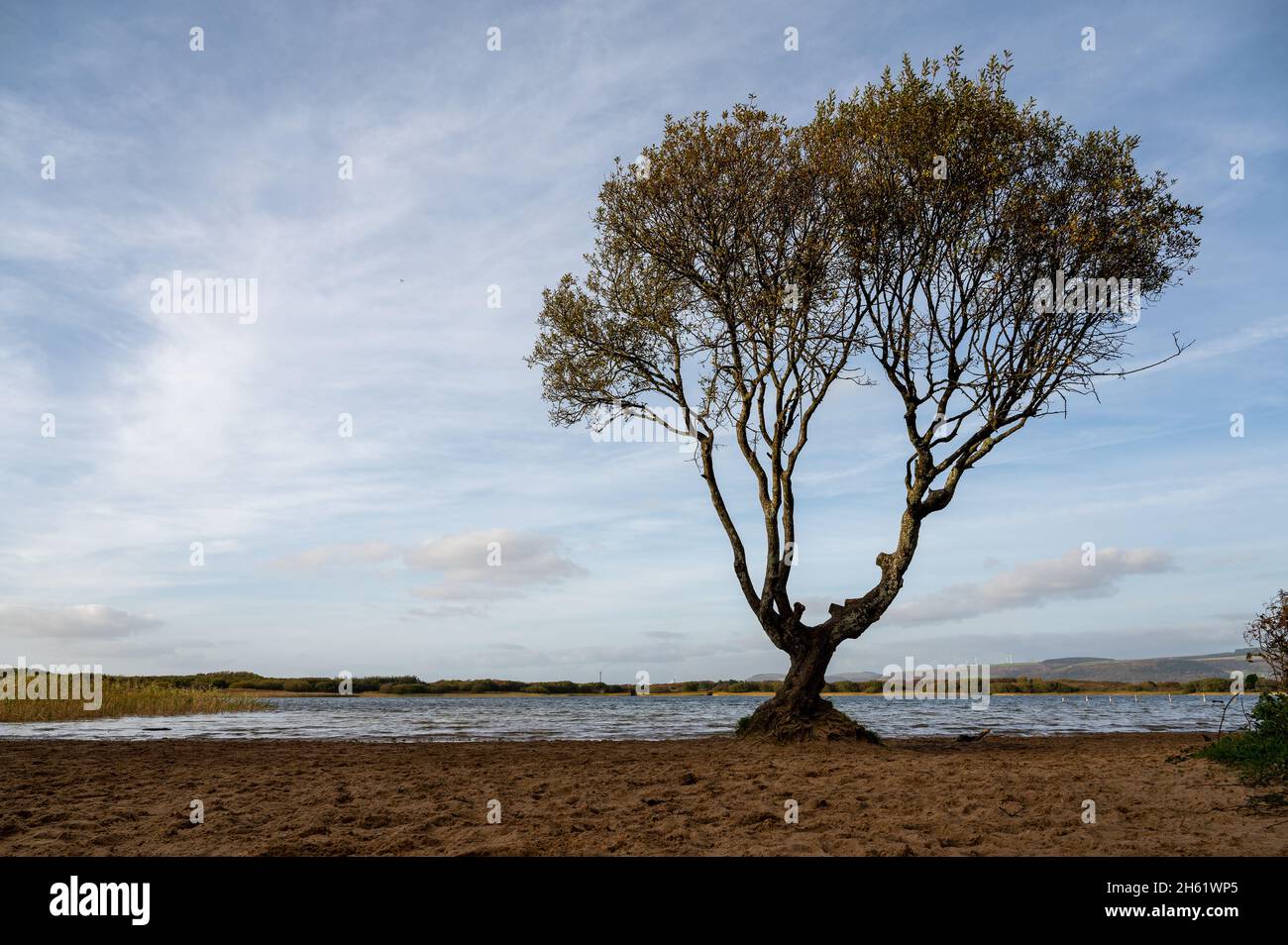 The tree in Kenfig pool nature reserve near Porthcawl, South Wales, UK ...
