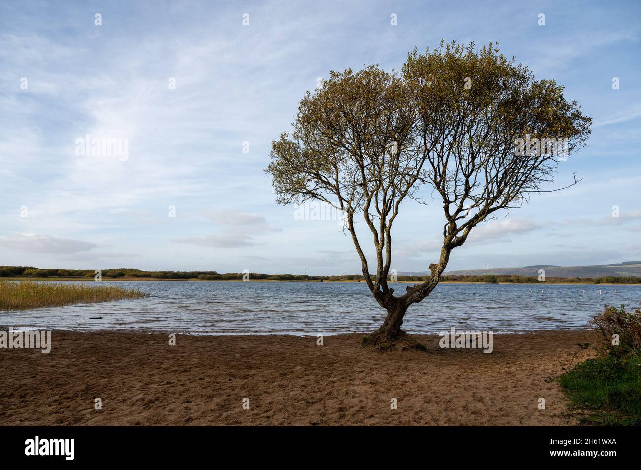 The tree in Kenfig pool nature reserve near Porthcawl, South Wales, UK ...