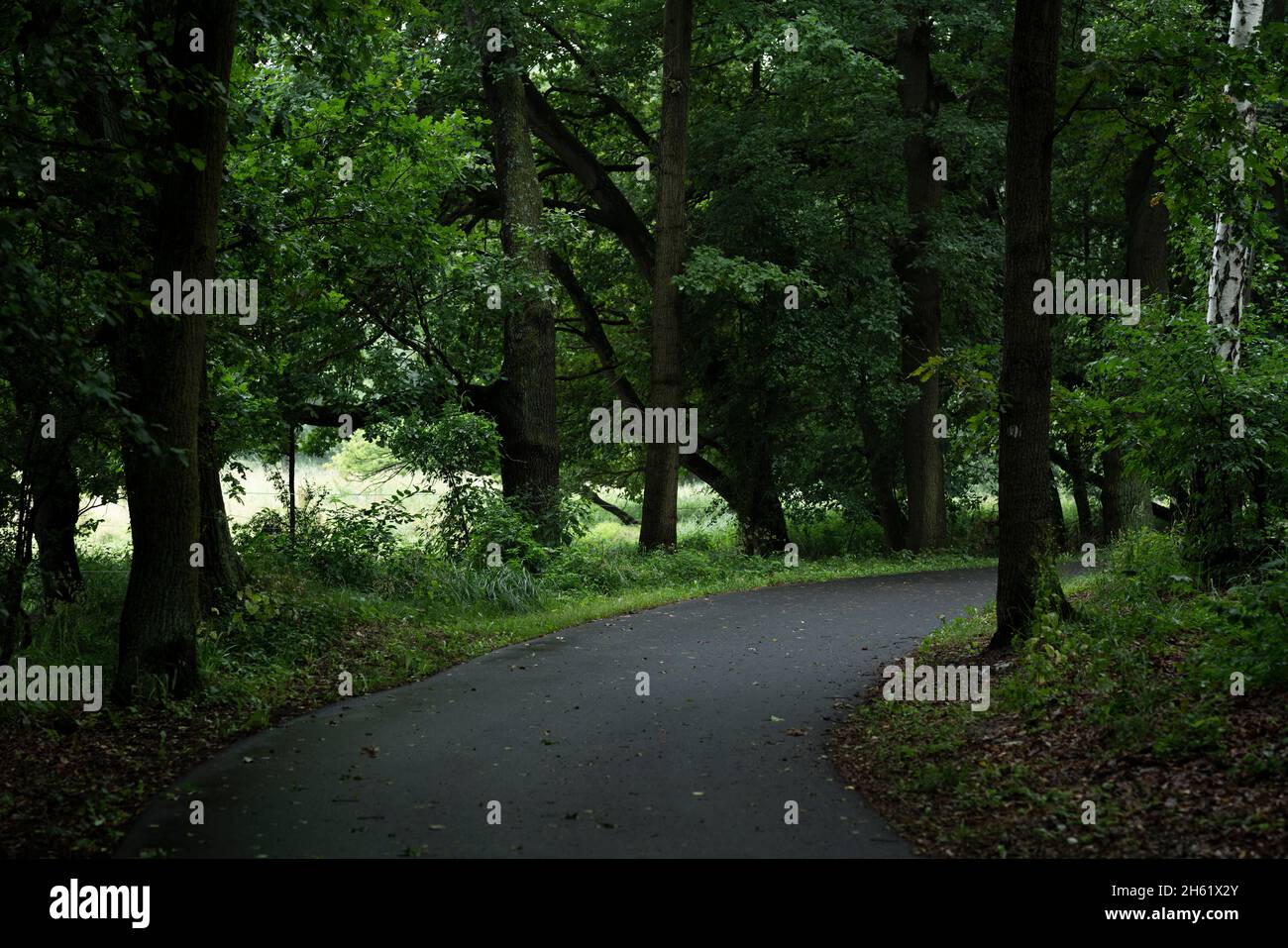 Cycle path in the early morning after the rain hi-res stock photography ...