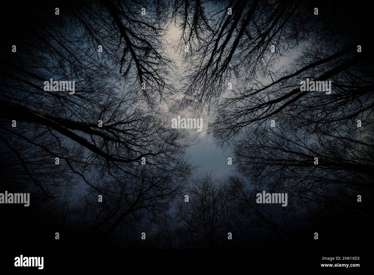 Looking up through trees to a full moon in the night sky Stock Photo ...