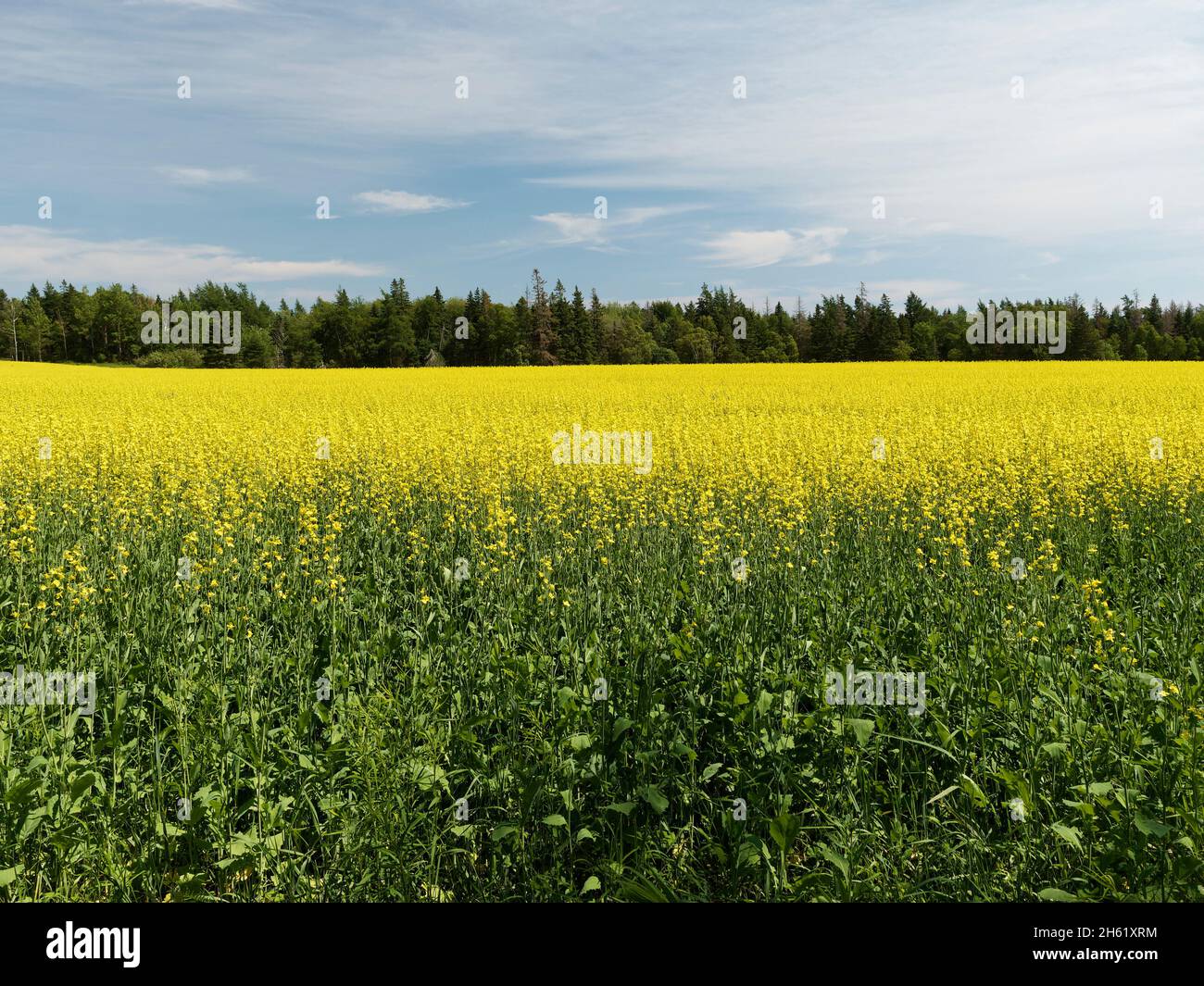 "down east",agriculture,canada,canola fields,farming,field of canola ...
