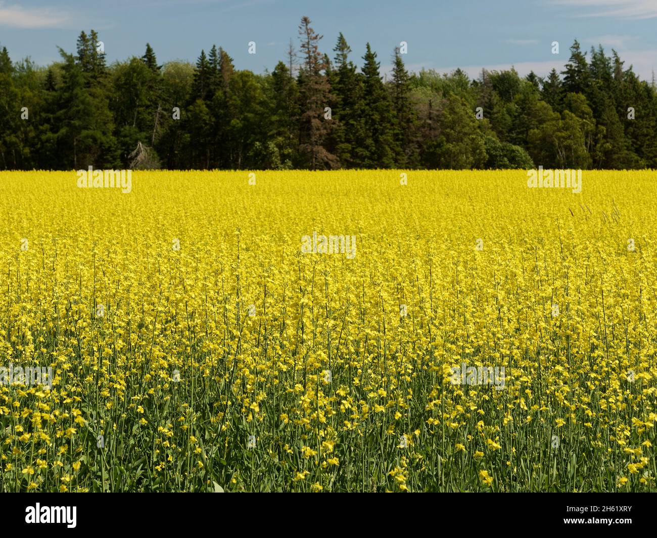 "down east",agriculture,canada,canola fields,farming,field of canola ...