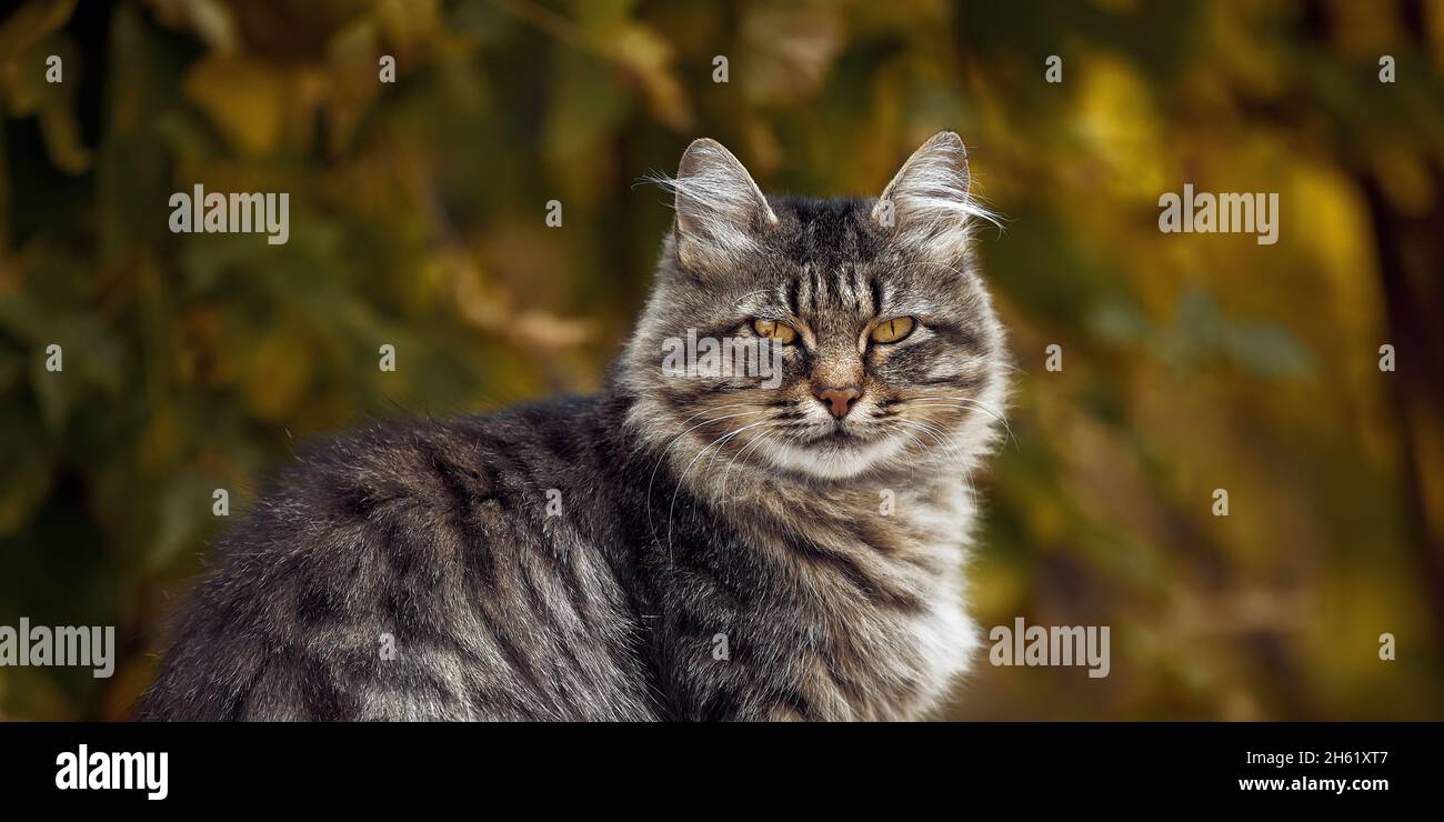 Disheveled cat hi-res stock photography and images - Alamy