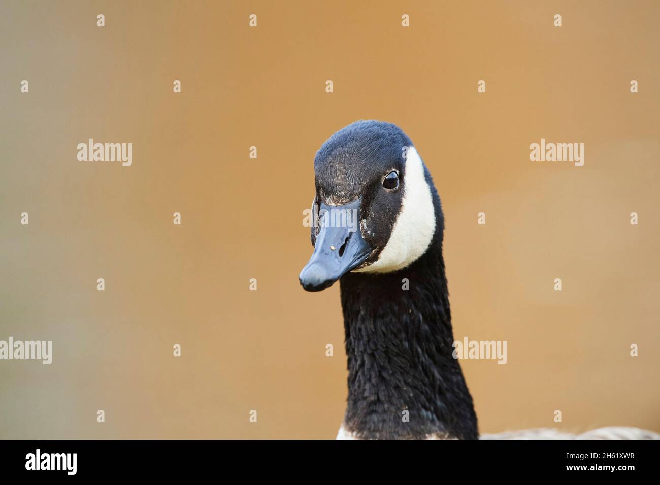 canada goose (branta canadensis),portrait,meadow,sideways Stock Photo ...