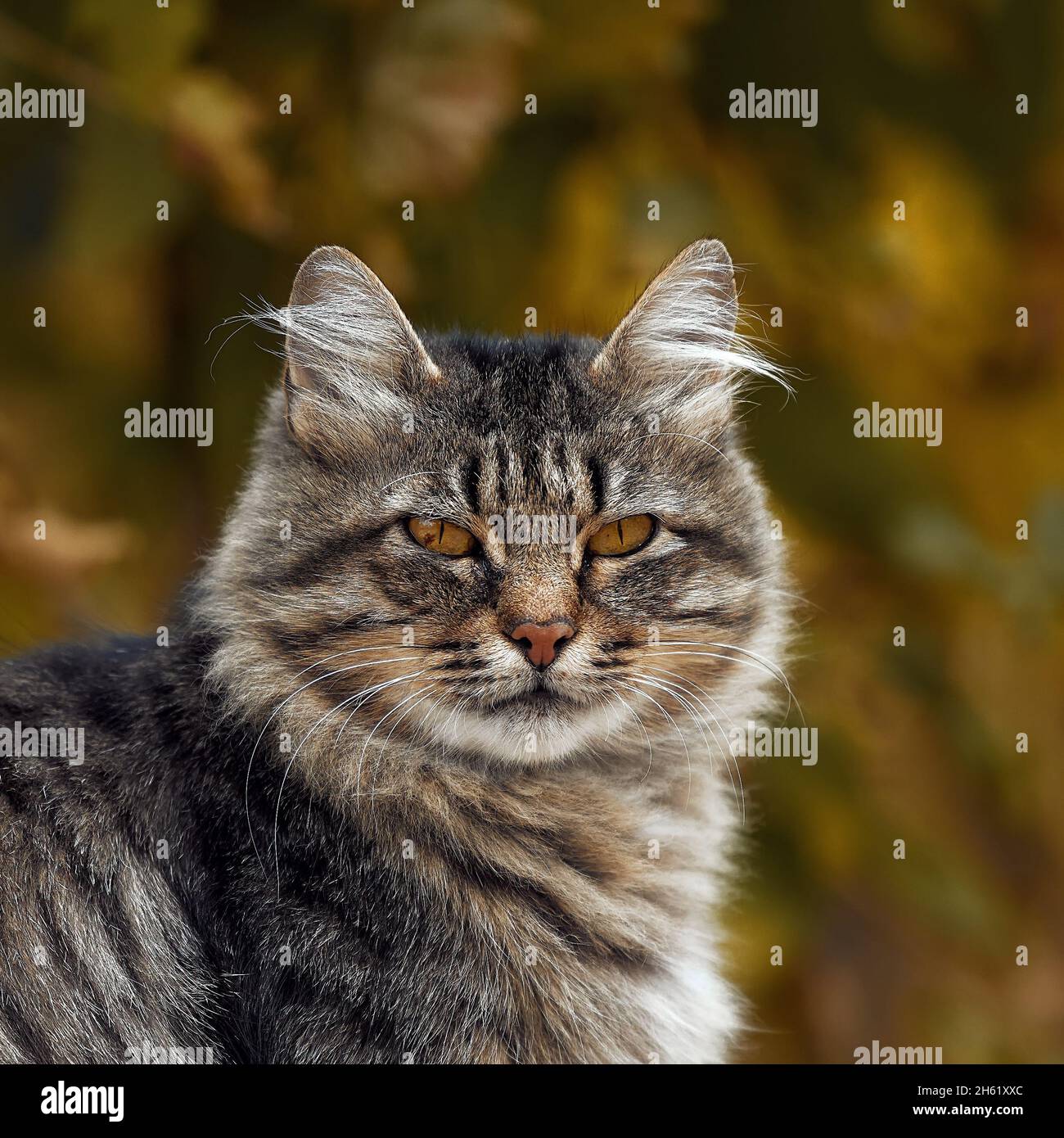 Cat portrait. Disheveled cat in the autumn park. Portrait of a street ...