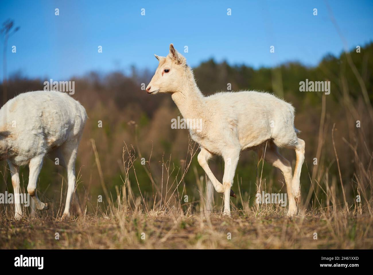 fallow deer (dama dama),albino,meadow,standing Stock Photo - Alamy