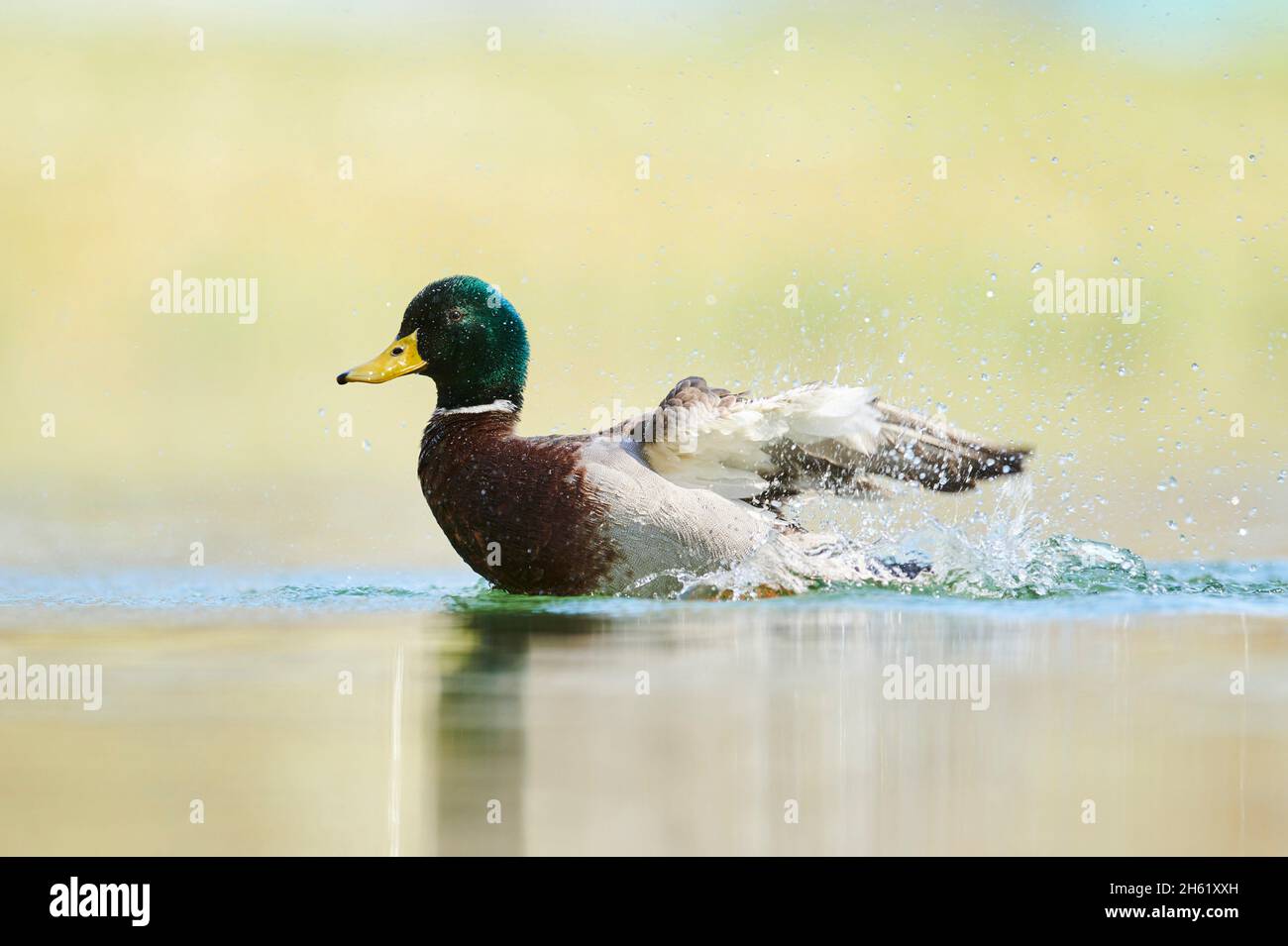 mallard (anas platyrhynchos),drake,sideways,swimming Stock Photo - Alamy